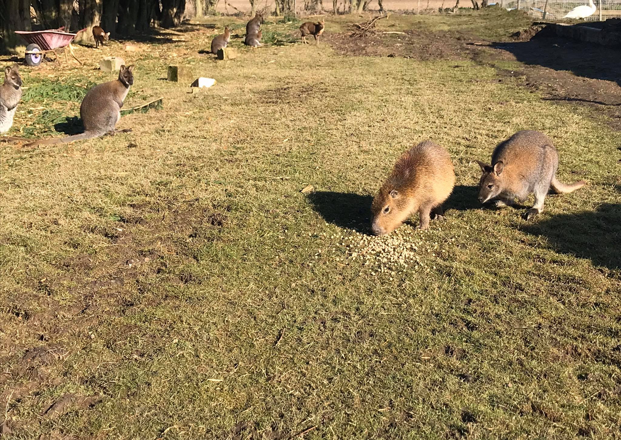 Capybara-for-sale